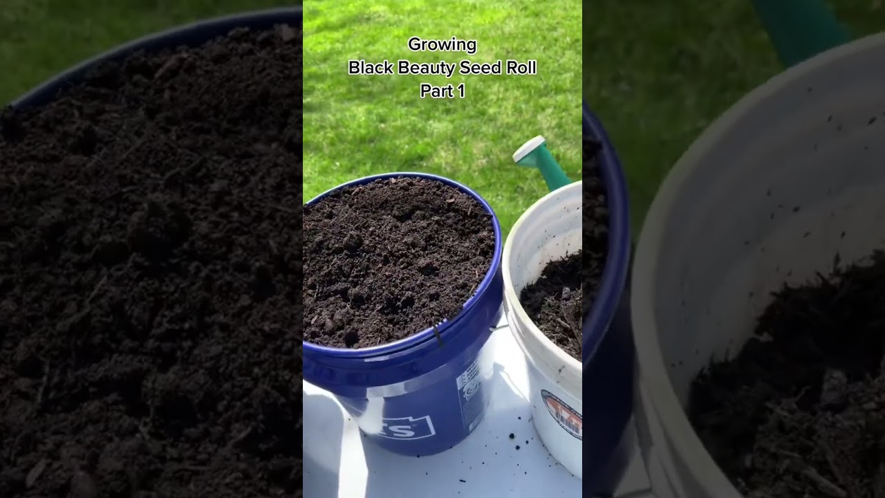 Best Lawn Repair Product? Part One | Watch as I grow Black Beauty SeedRoll in a container! #homeowne