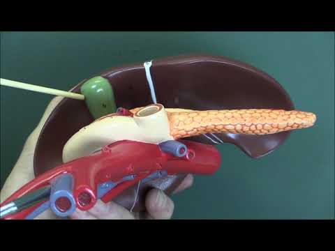 Digestive System 3, Pancreas