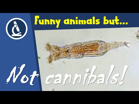 🔬 091 - Rotifers look like aliens!