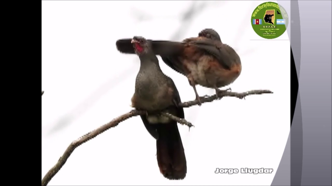 Flore et faune de Santiago del Estero