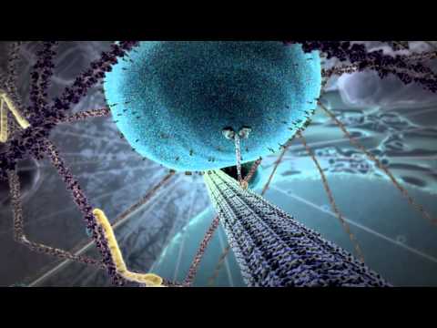 "The Inner Life of the Cell" Animated by John Liebler