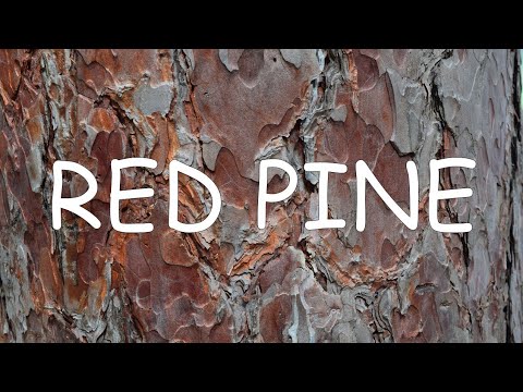 How to identify red pine (Pinus resinosa) | TREE ID #3