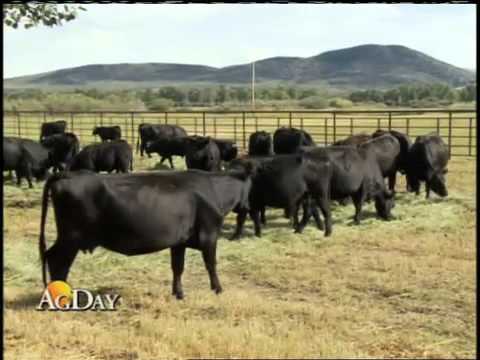 National Angus Conference and Tour 2010: Outlook with Randy Blach