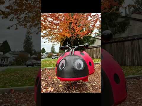 The first day of PST in Can west coast. #autumncolors #autumncolours #pst