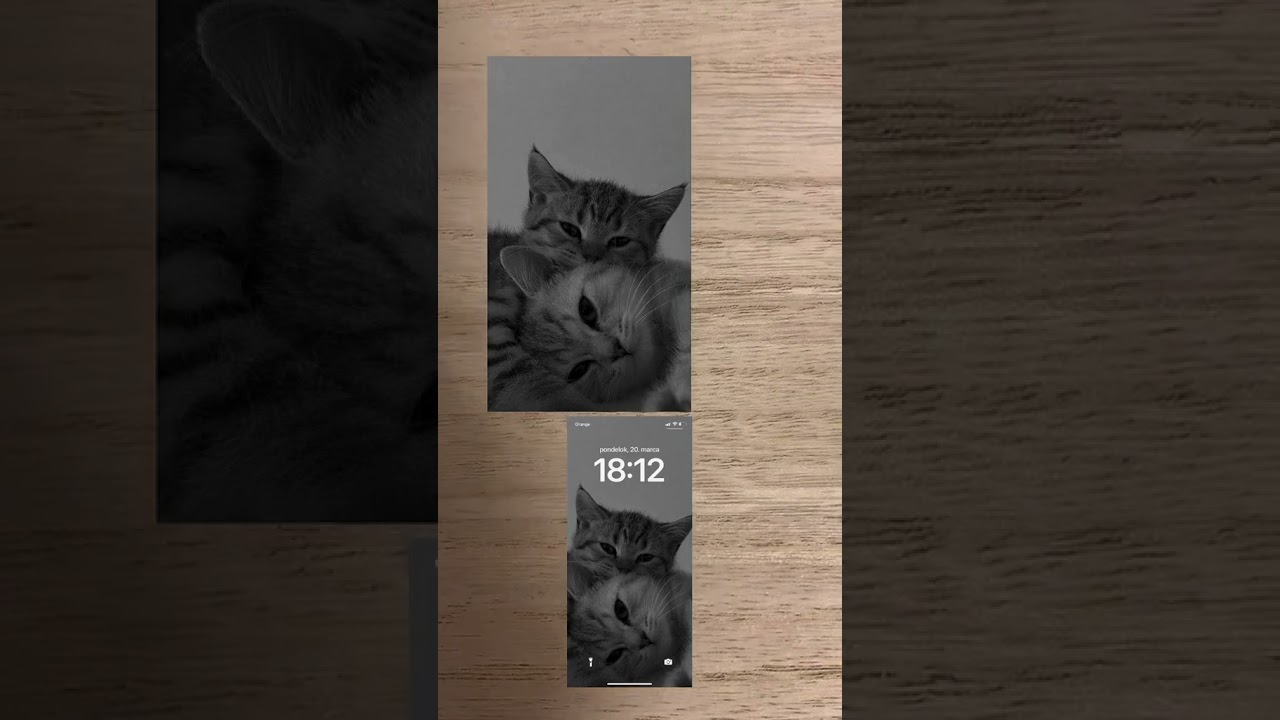 Cute Cat Wallpaper 4