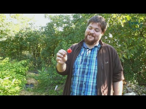 GaBko Chili - Játék a tűzzel