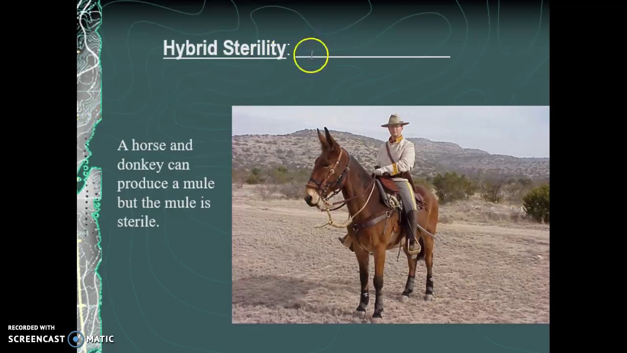 Speciation & Macroevolution Part 2 Bio 101