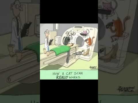 How Cat Scans Really Work (Cat Scratch Fever!)
