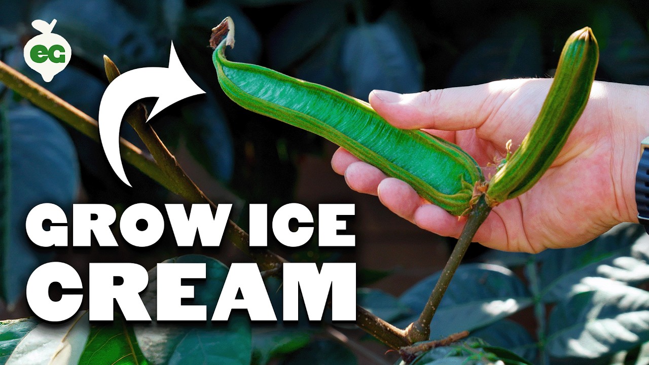 Ice Cream Beans: The Underrated Tree You NEED to Grow🍦