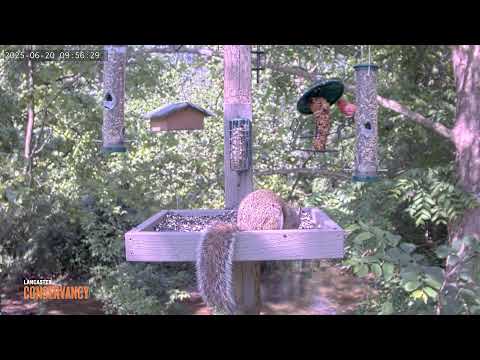 Conservancy TV: Climbers Run Bird Camera