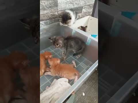 Highlight 24:09 – 29:09 from Time Machine Cats !!!! Longest Daily Cat's Story
