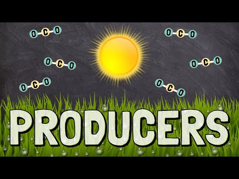 What are Producers (Autotrophs) in a Food Chain?