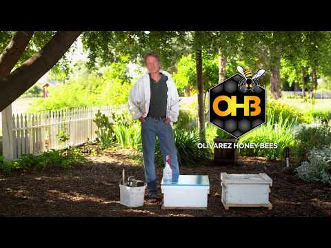 How to Install a Package of Bees