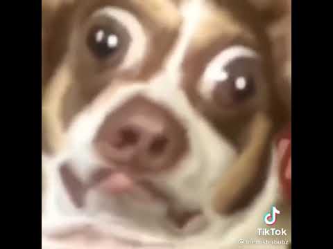 Distorted dog #rage