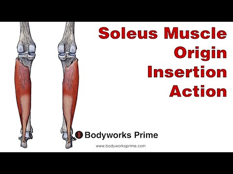Soleus Anatomy: Origin, Insertion & Action