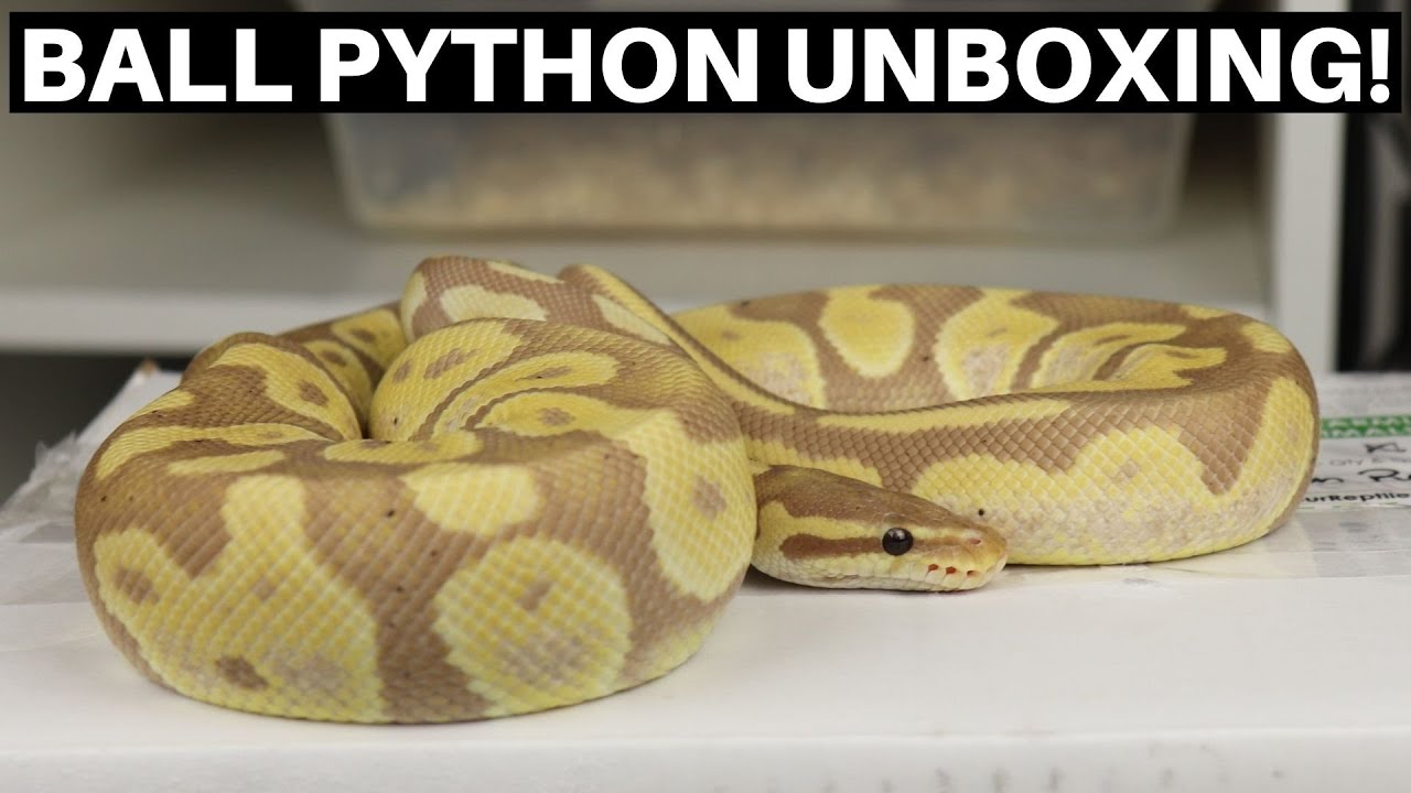 Ball Python Unboxing From KMS Constrictors! Coral Glow Chocolate Ball Python! - Benjamin's Exotics