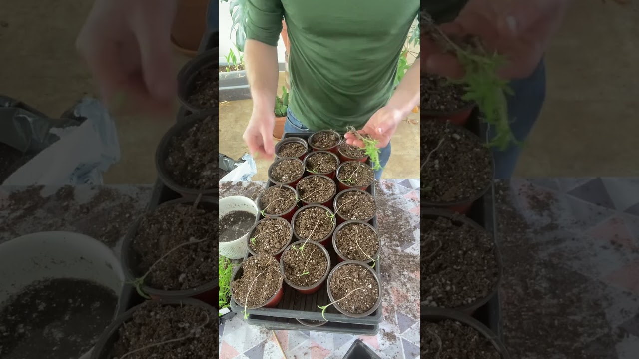 The easiest way to pot up your tomato seedlings! Fast, efficient and fun!