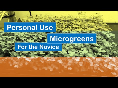 Personal Use Microgreens  [Broccoli/Red Cabbage Mix]