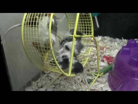 Mice playing on exercise wheel. They don't want to take turns!