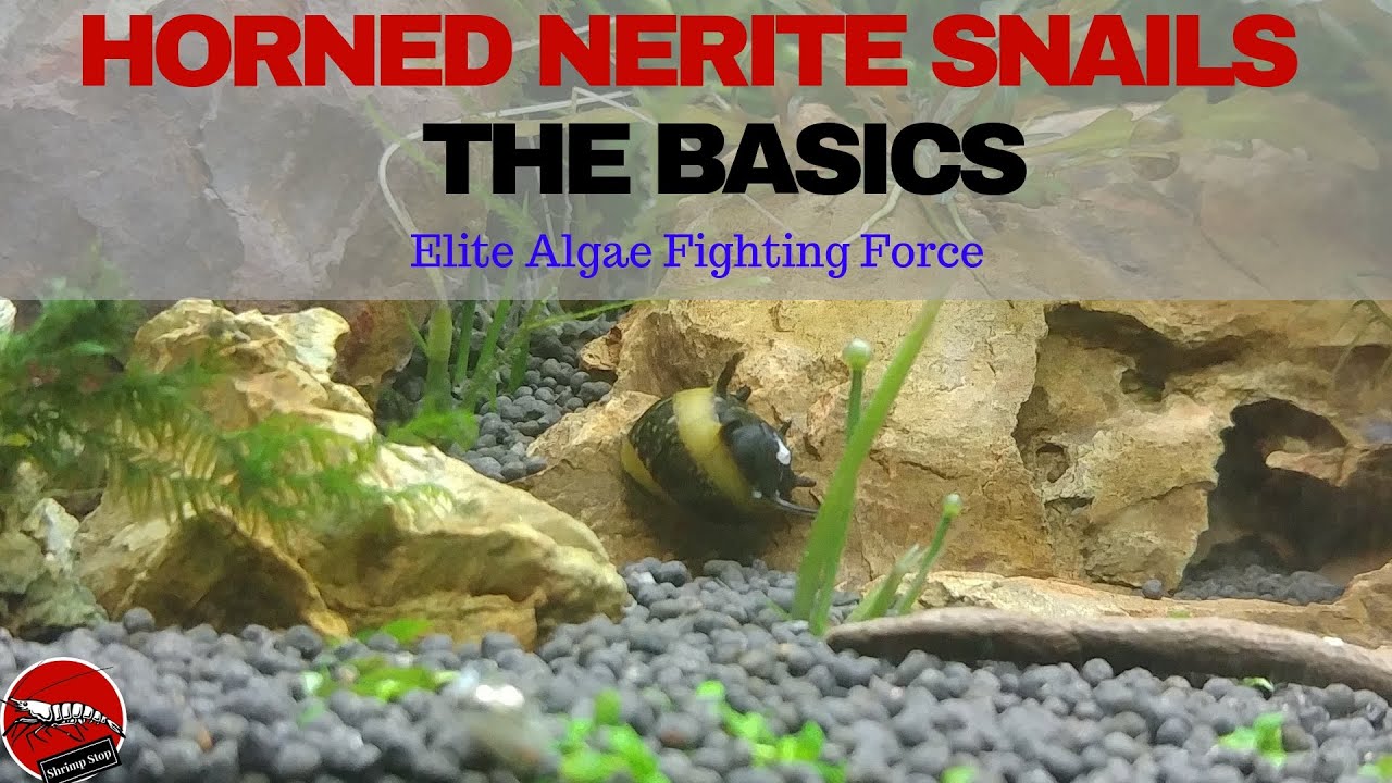 Horned Nerite Snails - The Basics