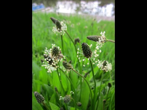 Ribwort Plantain Plantago Lanceolata Natures Antihistamine