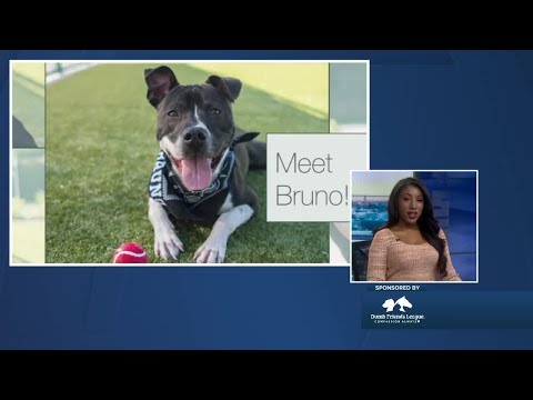 Denver Dumb Friends League Meet Bruno
