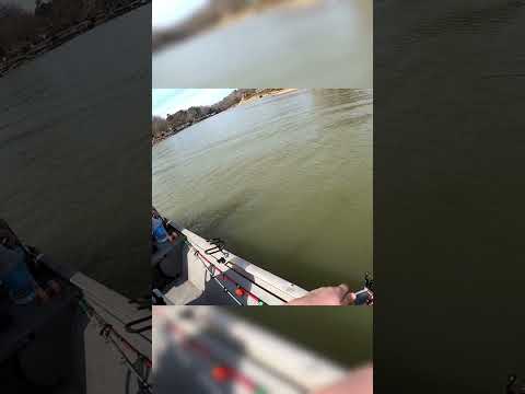 Lost Potential Record Skipjack?