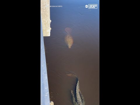 Manatee trails dangerously close behind alligator