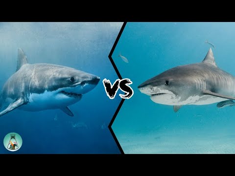 Creature Comparison: Tiger Shark 🦈 vs Great White Shark 🦈 (remake)