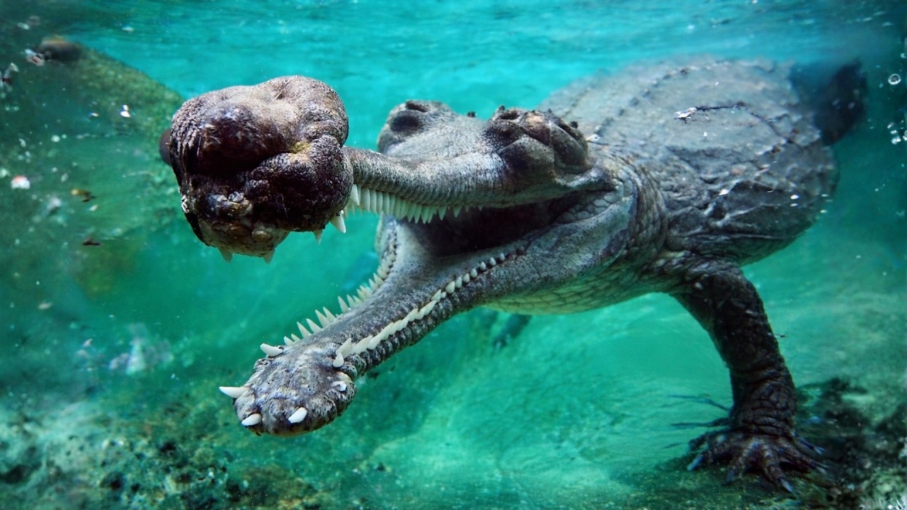 Gharial 😱 The Bizarre-Looking Crocodile!