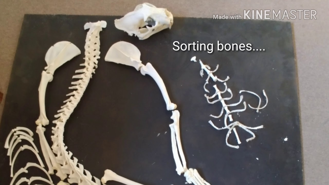 Articulating a leopard skeleton (Roadkill Skeletons)