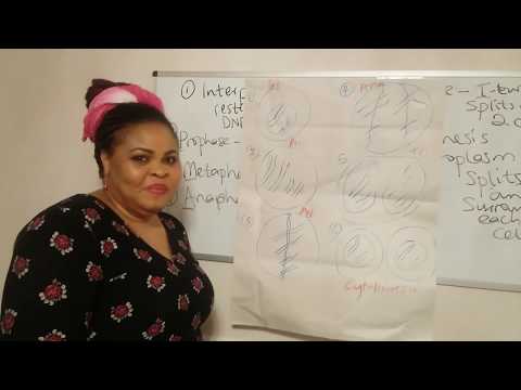 6 Mark Question | GCSE 2018 Biology Revision: Mitosis