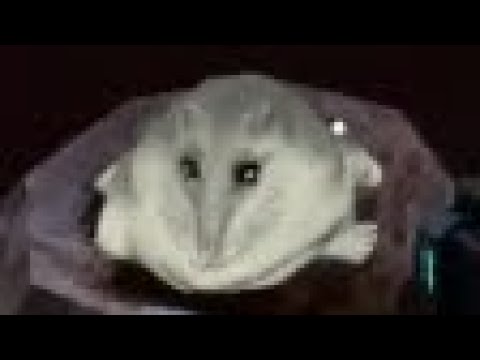 Steam Community :: Video :: florp moment