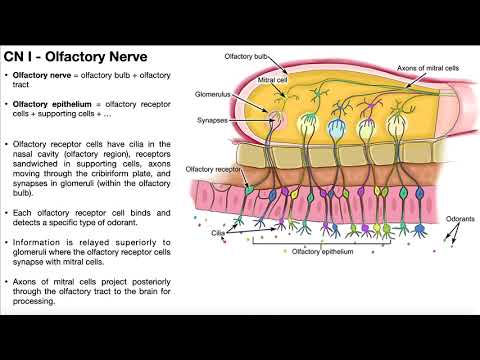 Cranial Nerve I - Olfactory Nerve | Origin, Structure, Function, and Testing