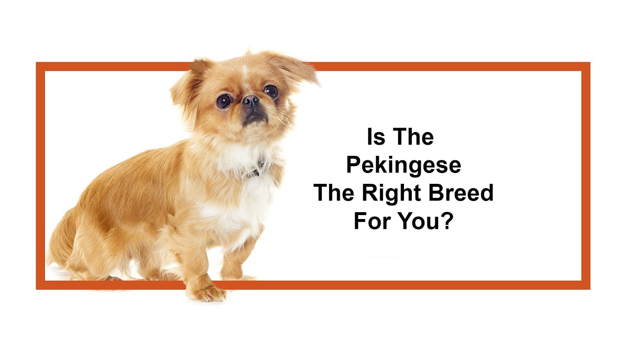 Everything you need to know about Pekingese puppies! (2019)