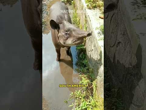 Tapirs Are Small Version Of Elephant 🤯| #shorts #shortvideo #animals