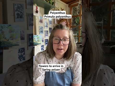 This is how to remember the botanical name for Polyanthus! #botanicalname #planttaxonomy