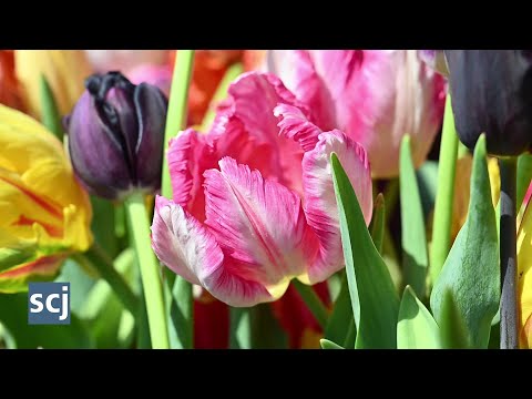 Living Treasures Flower Farm