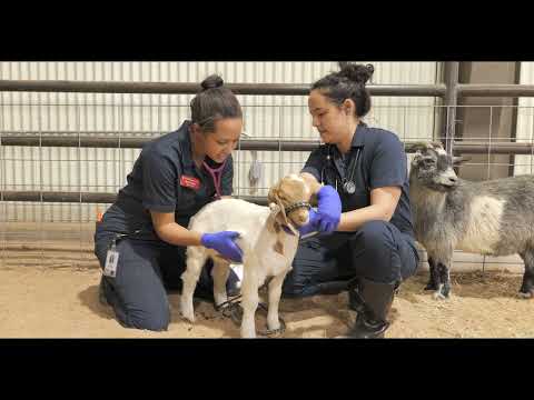 School of Veterinary Medicine Promo Video