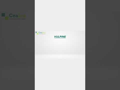 Learn How to Use Vulpine - Vulpine meaning, synonyms, antonyms, and example sentences.