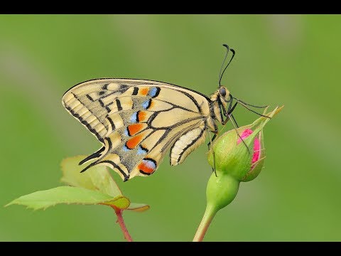 Awesome HD Natural Wallpapers Free Footage 💐Amazing Desktop Wallpapers