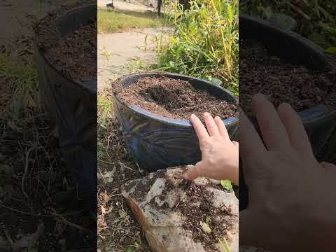 Heirloom Roses Update