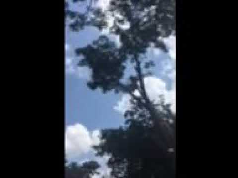 Roping a large pecan tree top