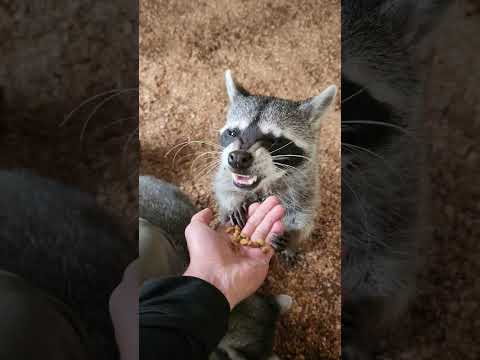 Mapaches | Raccoon #shorts