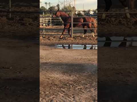 The horse is a gelding.