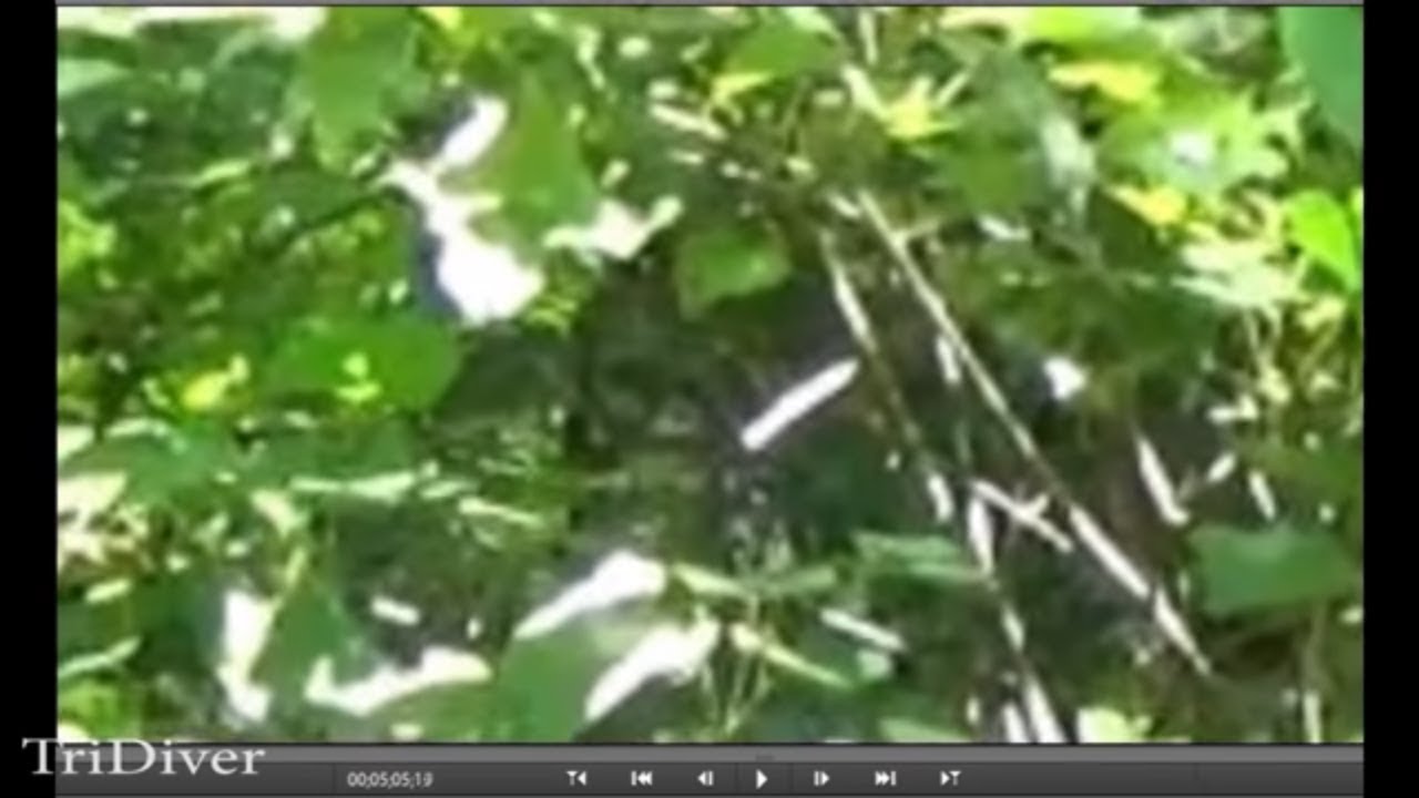 Robert Dodson's face of Bigfoot. Zoomed/Stabilized