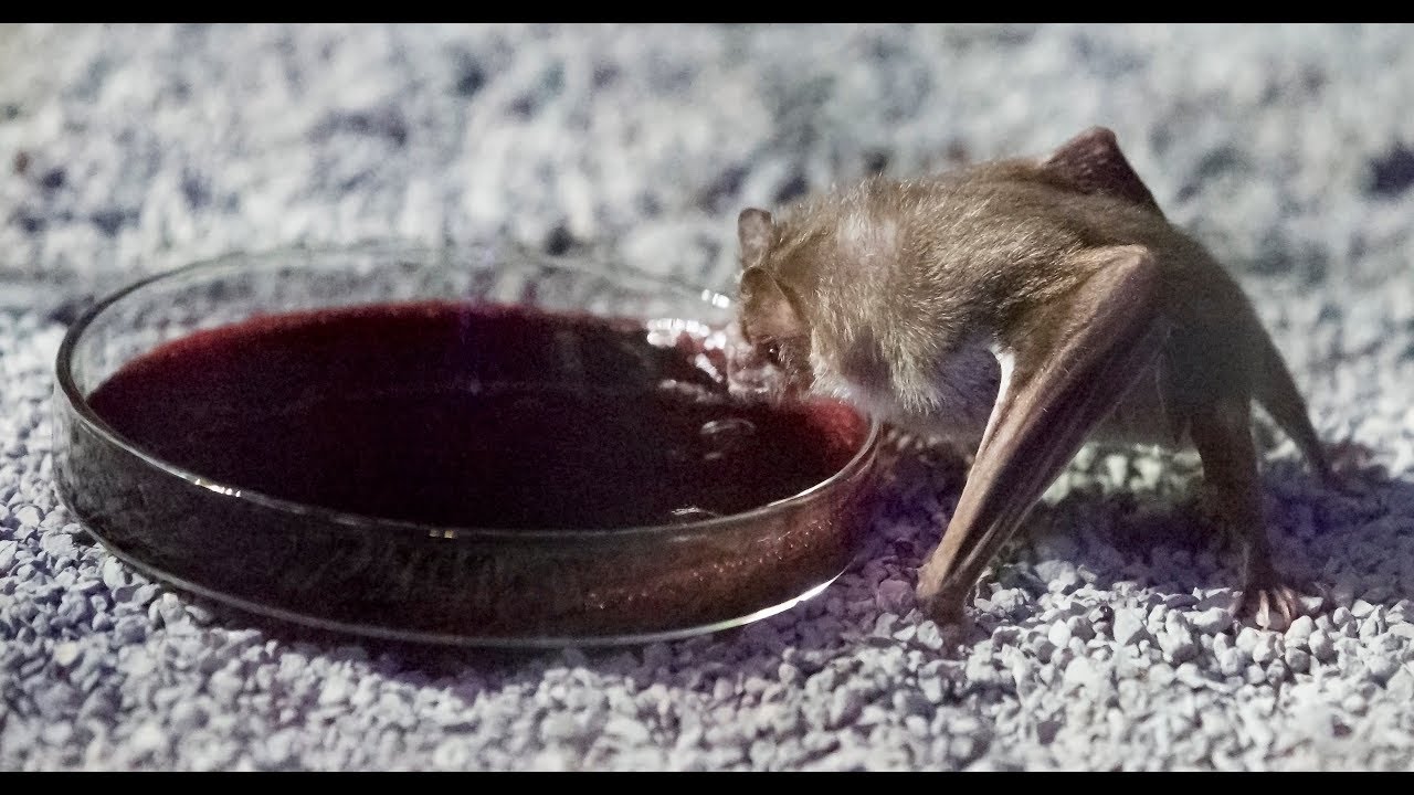 New Nocturnal House At Audubon Zoo