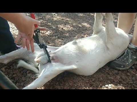Banding a Buck!
