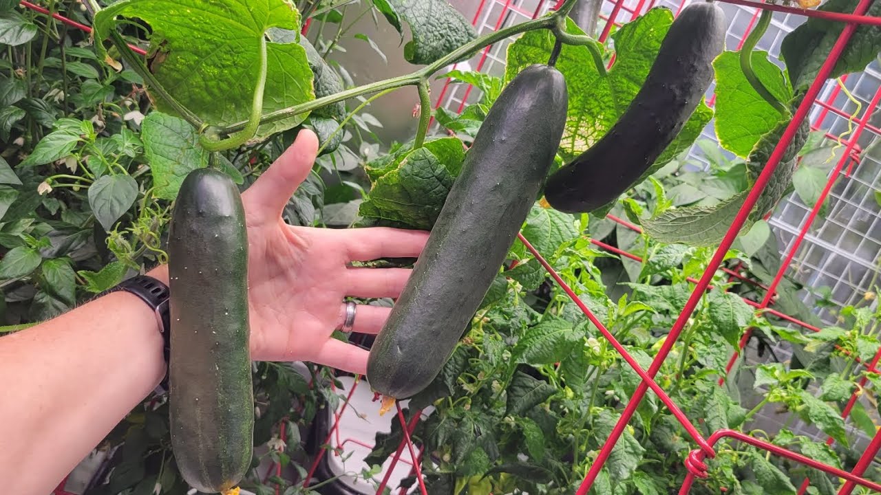 Growing Hydroponic Cucumbers Indoors DIY