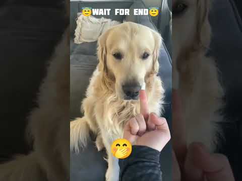 other dog Middle finger reaction and my dog middle finger reaction//#shortvideo #shortsvideo#shorts